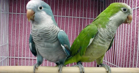 Quaker parrots